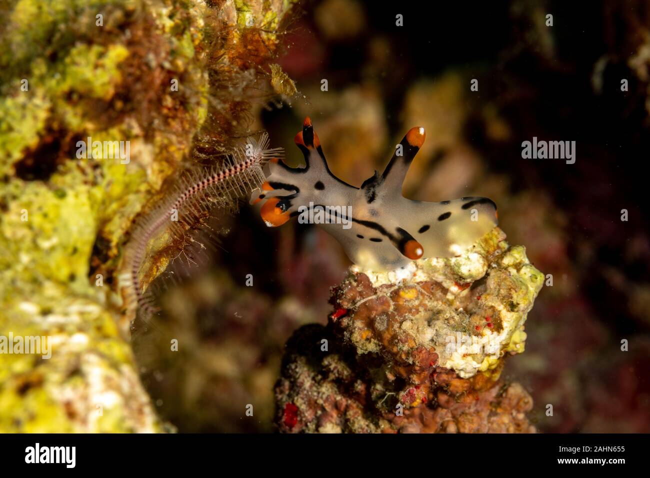 Painted Thecacera, Thecacera picta is a species of sea slug, a ...