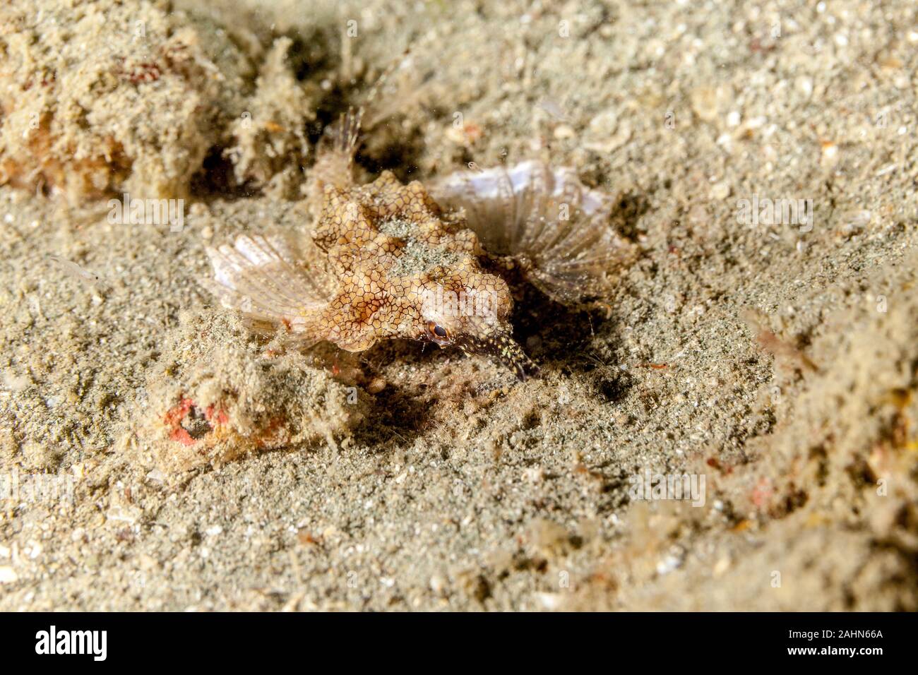 Little Dragonfish or Short Dragonfish, Eurypegasus draconis Stock Photo ...