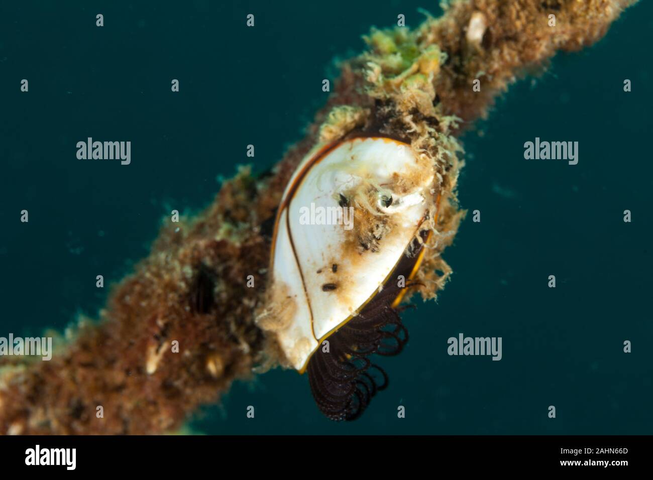 Pelagic gooseneck barnacle or smooth gooseneck barnacle, Lepas ...