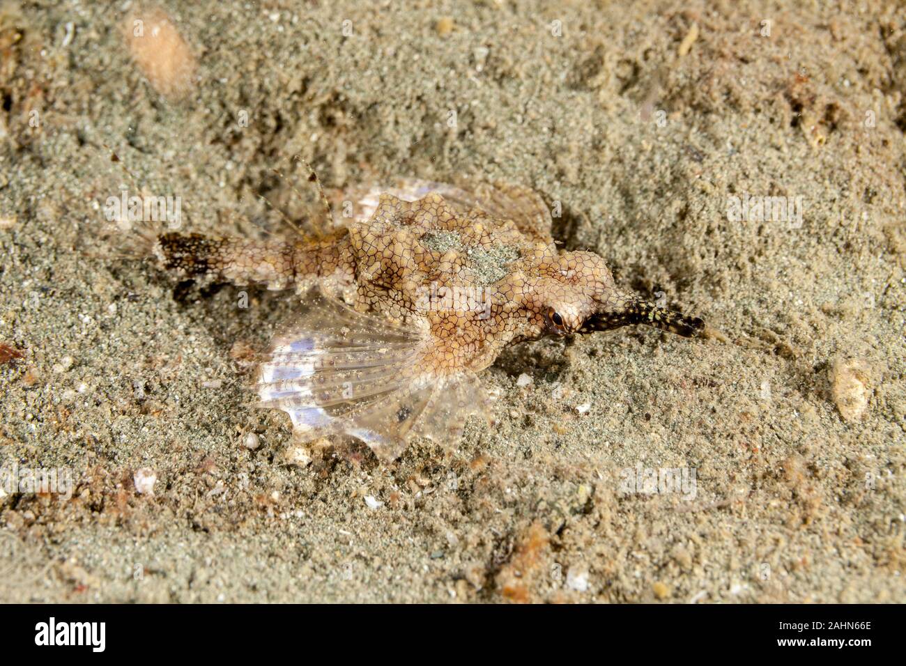 Little Dragonfish or Short Dragonfish, Eurypegasus draconis Stock Photo ...