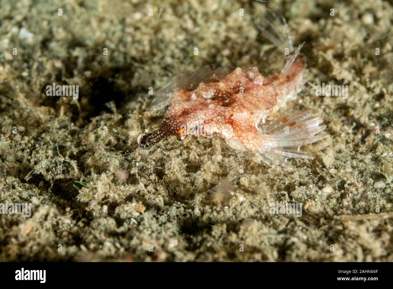 Little Dragonfish or Short Dragonfish, Eurypegasus draconis Stock Photo ...