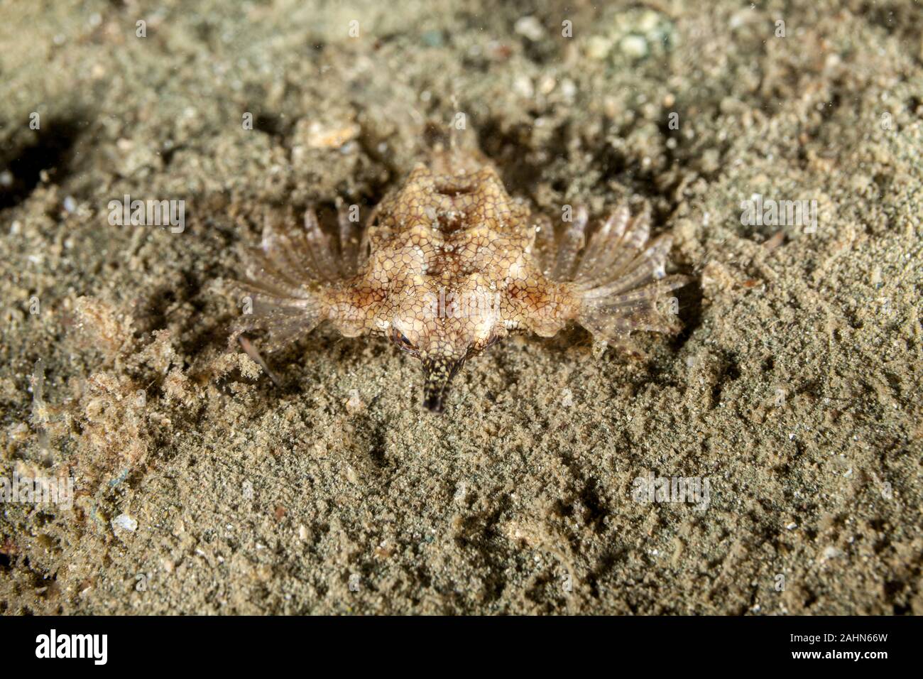 Little Dragonfish or Short Dragonfish, Eurypegasus draconis Stock Photo ...