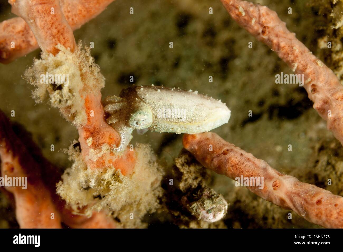 Pygmy Cuttlefish High Resolution Stock Photography and Images - Alamy
