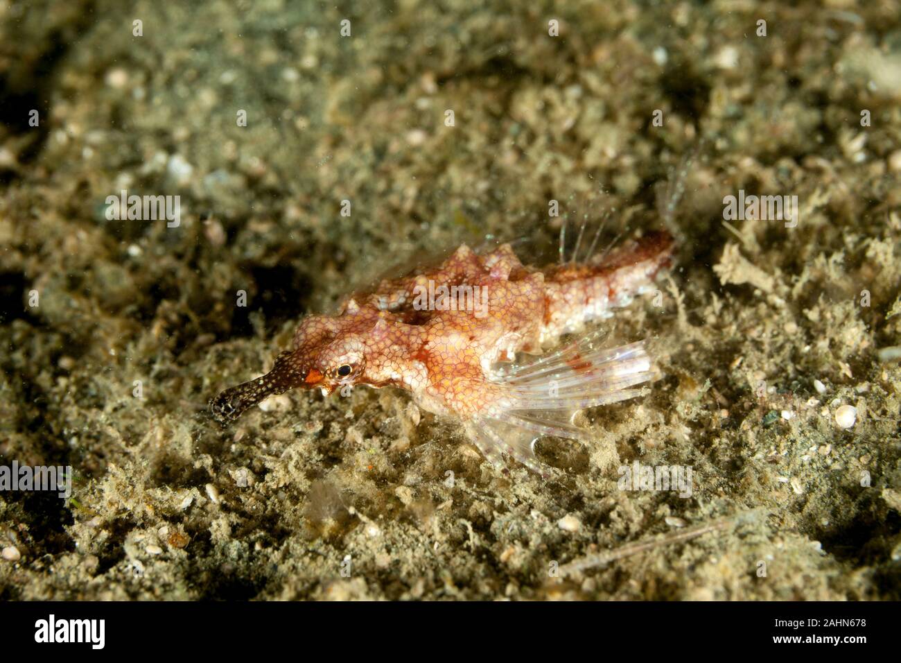 Little Dragonfish or Short Dragonfish, Eurypegasus draconis Stock Photo ...