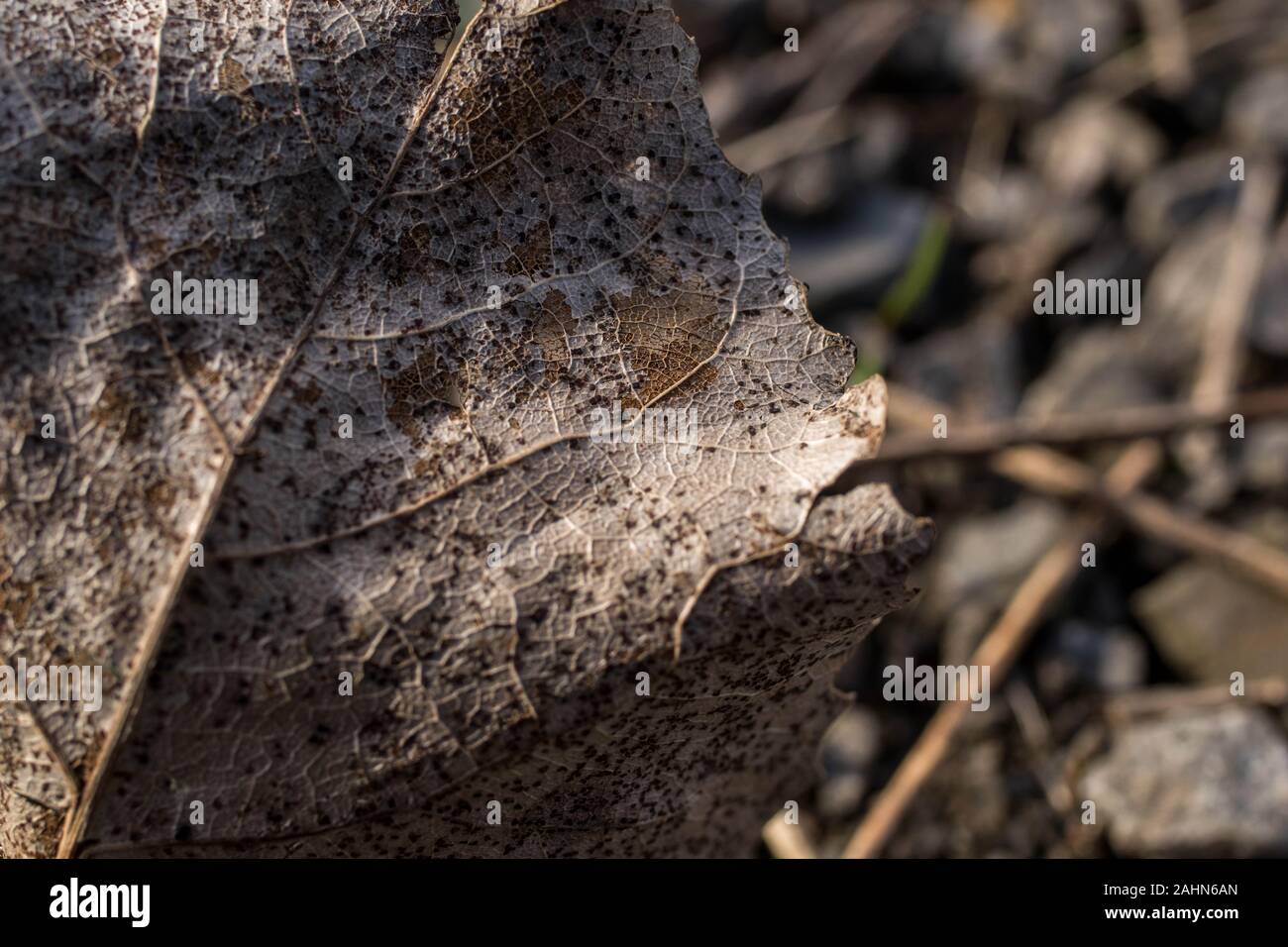 close-up texture of a brown leaf Stock Photo - Alamy