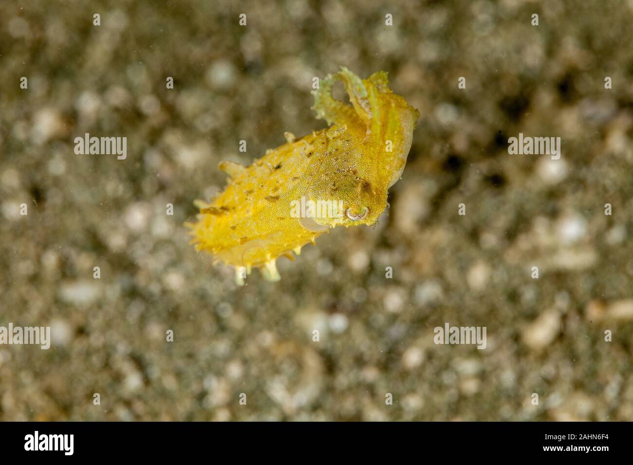 Pygmy or Stumpy spined cuttlefish, Sepia bandensis Stock Photo - Alamy