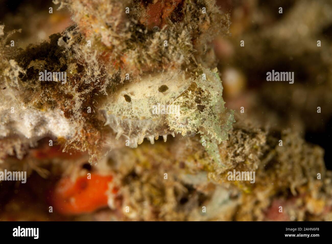 Pygmy cuttlefish hi-res stock photography and images - Alamy