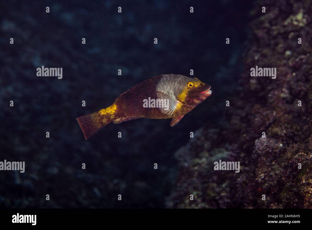 European Parrot Fish, Sparisoma cretense Stock Photo - Alamy