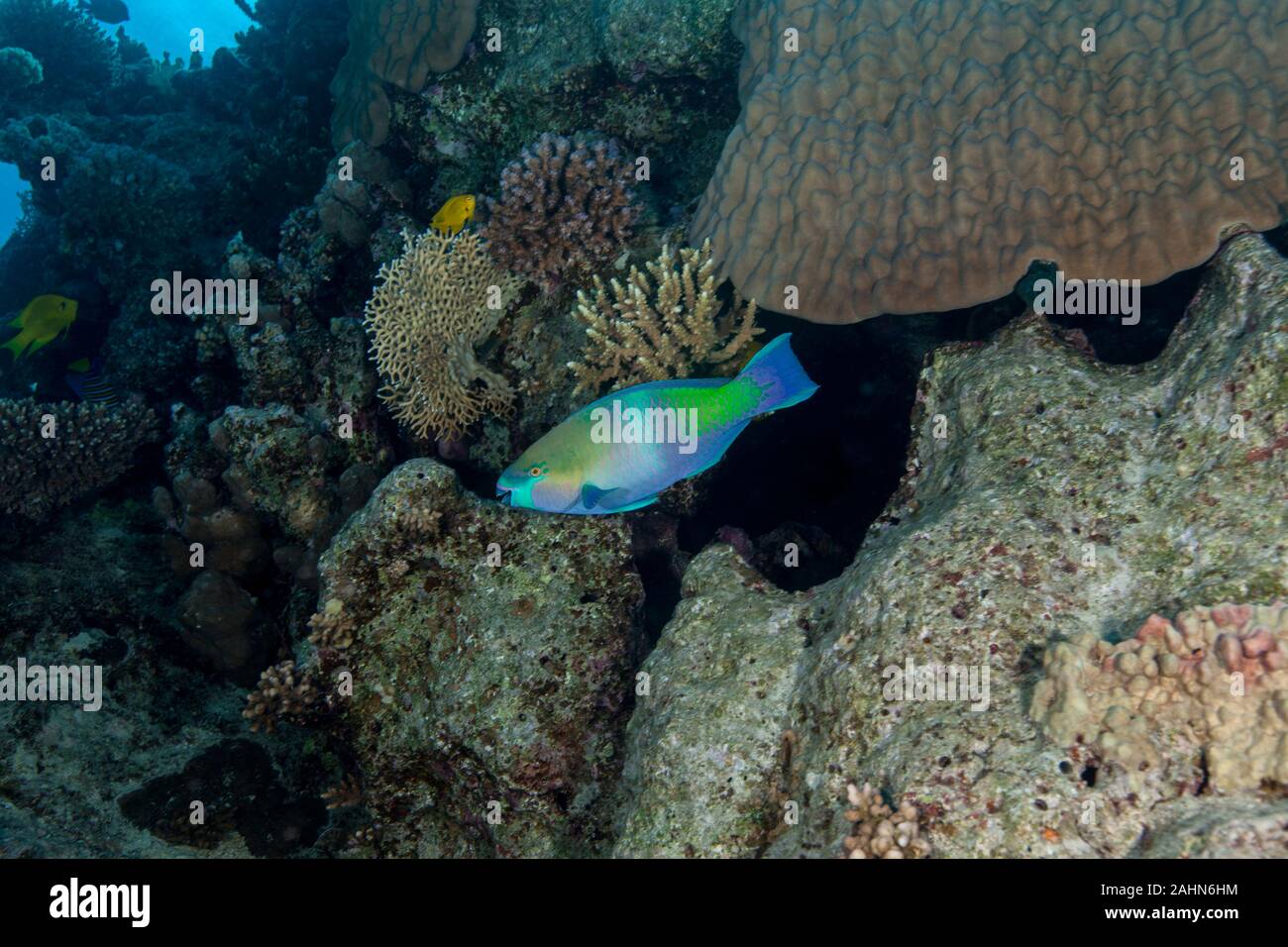 Parrotfish, Scaridae, Indo-Pacific Stock Photo - Alamy