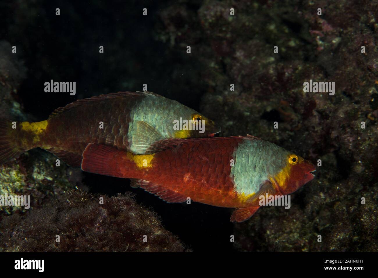 Mediterranean parrotfish sparisoma cretense hi-res stock photography ...