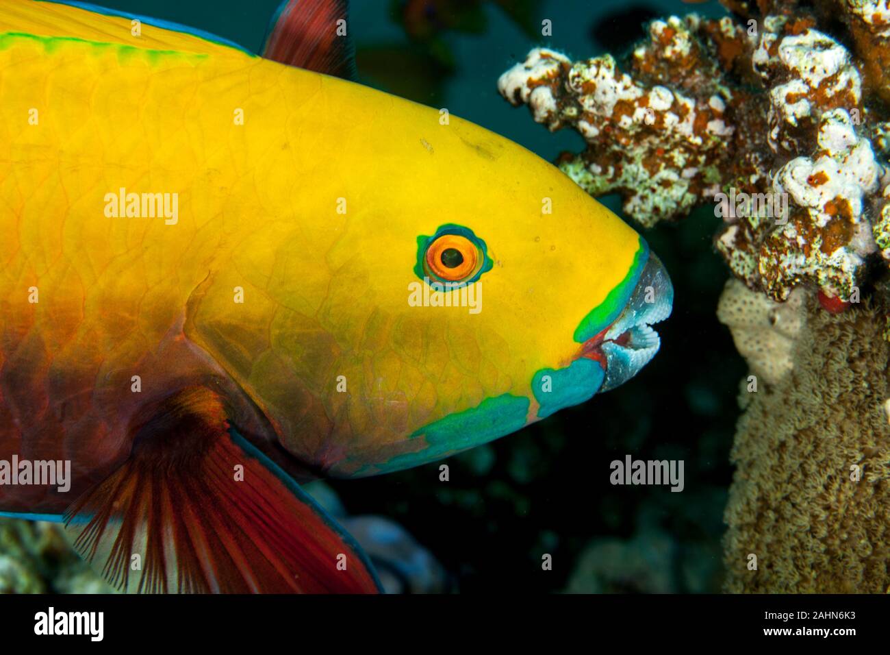 Parrotfish, Scaridae, Indo-Pacific Stock Photo - Alamy