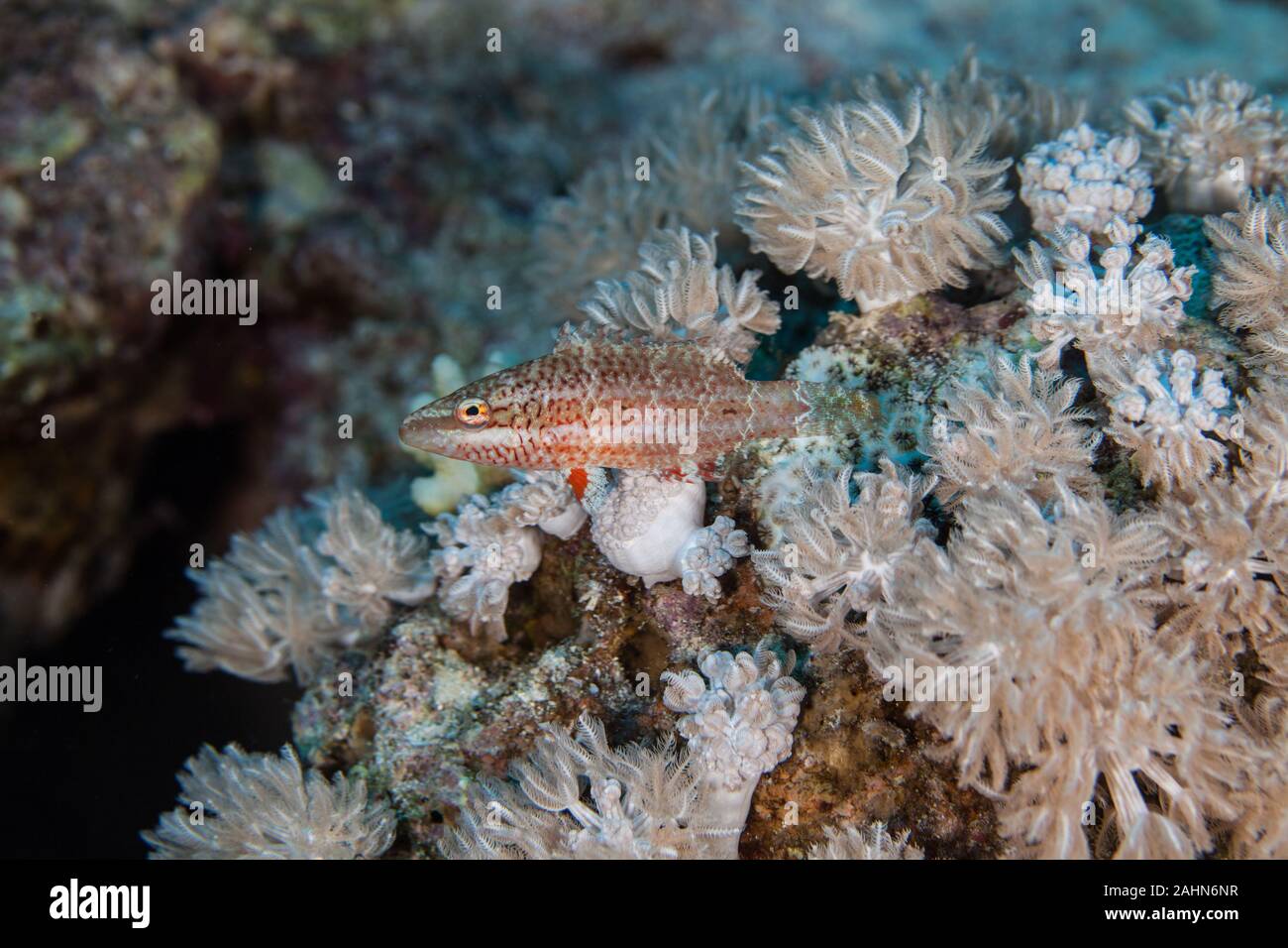 Oriental Maori Wrasse, Oxycheilinus orientalis Stock Photo - Alamy