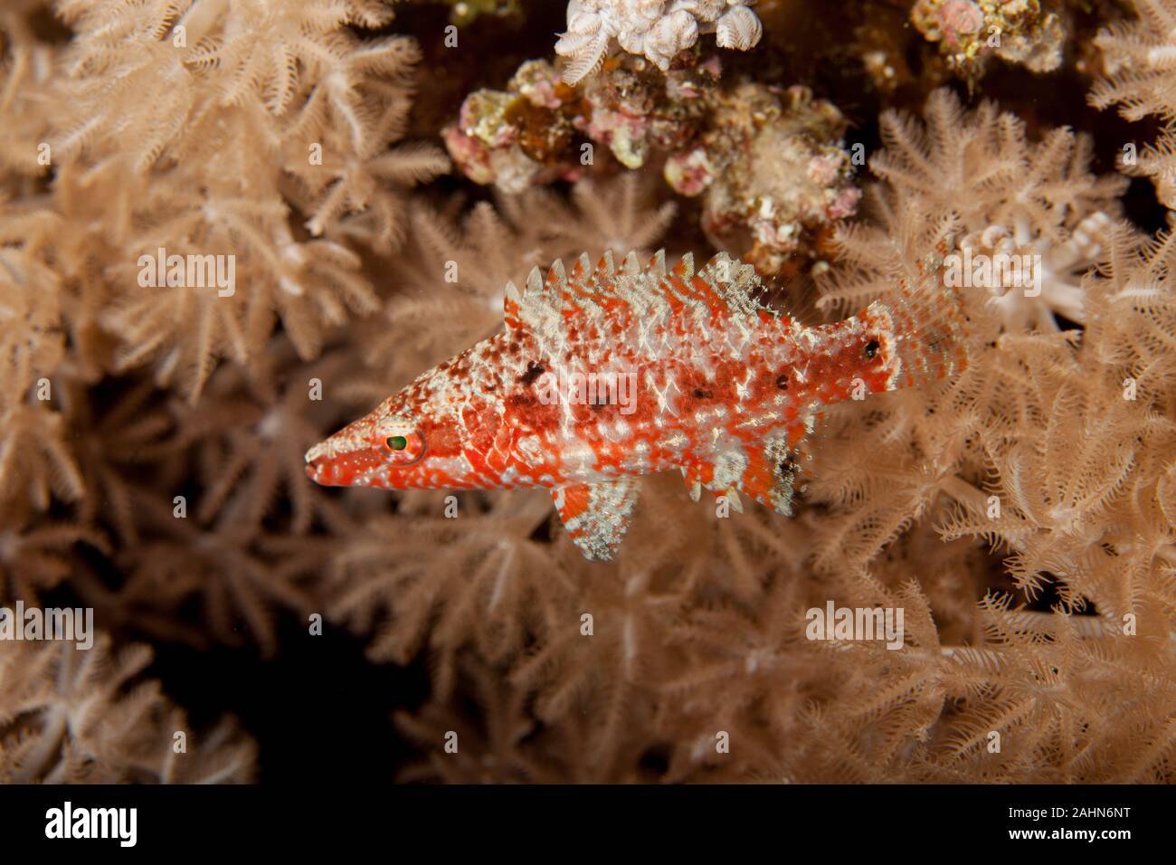 Oriental maori wrasse hi-res stock photography and images - Alamy