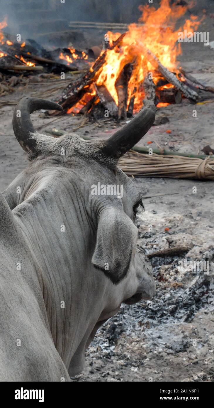 Smoke cow hi-res stock photography and images - Alamy