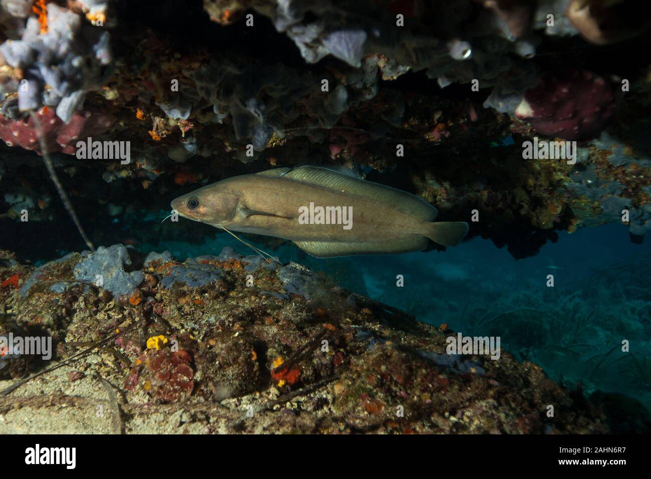 Forkbeard fish hi-res stock photography and images - Alamy