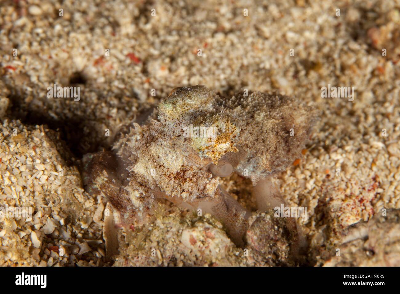 The octopus, eight-armed mollusc of the order Octopoda Stock Photo - Alamy