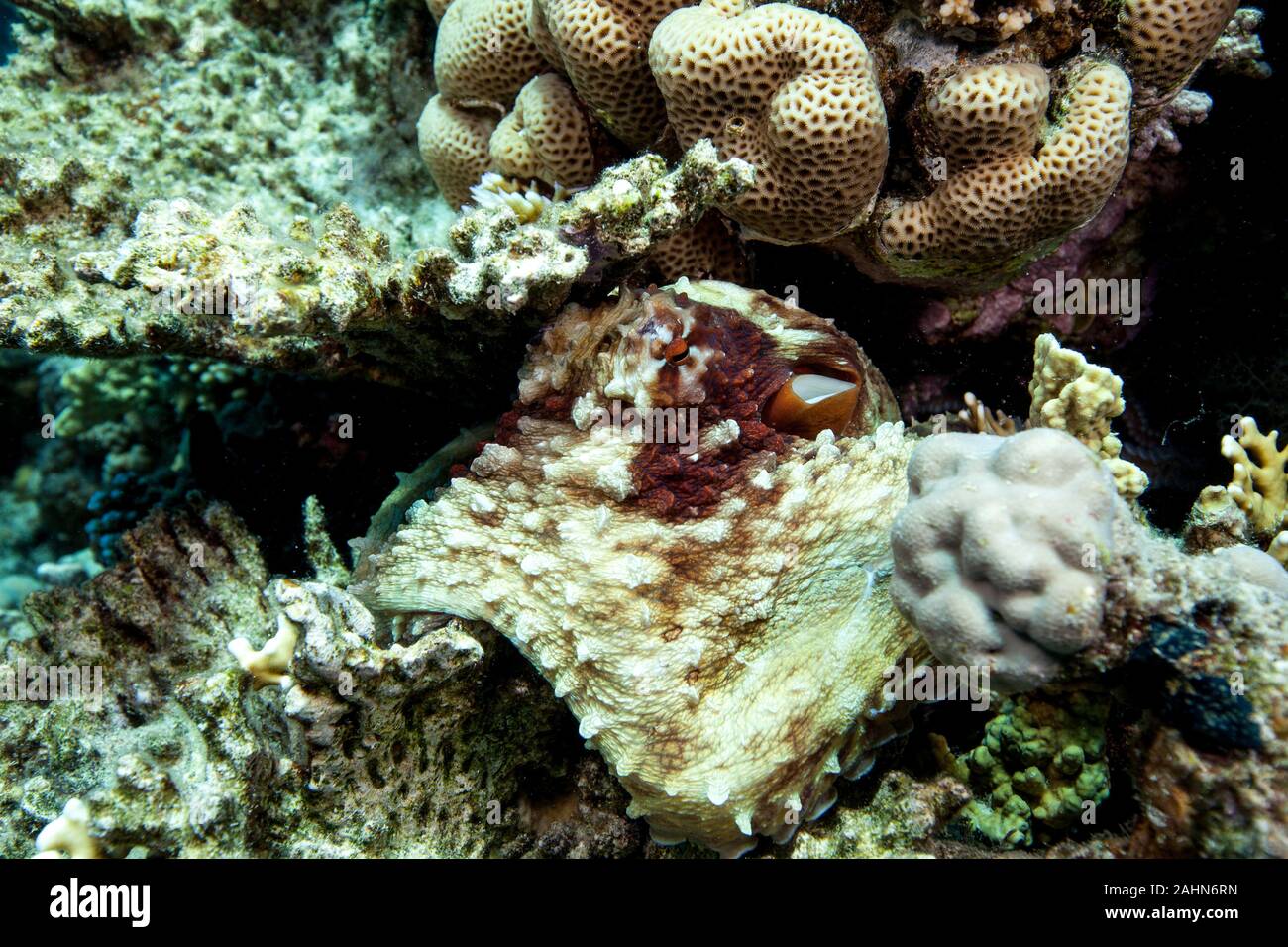 Order octopoda hi-res stock photography and images - Alamy