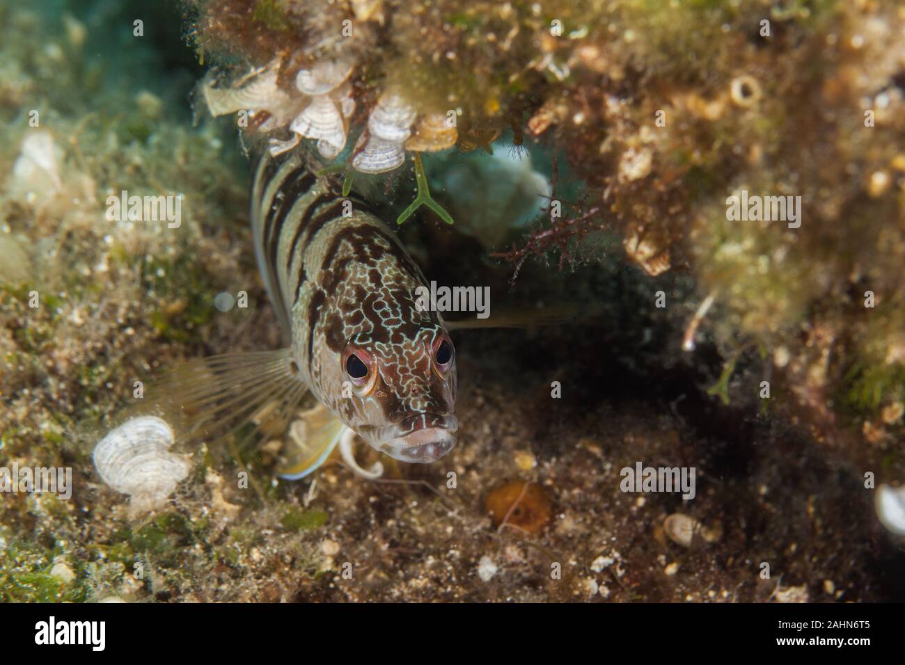 The painted comber, Serranus scriba Stock Photo - Alamy