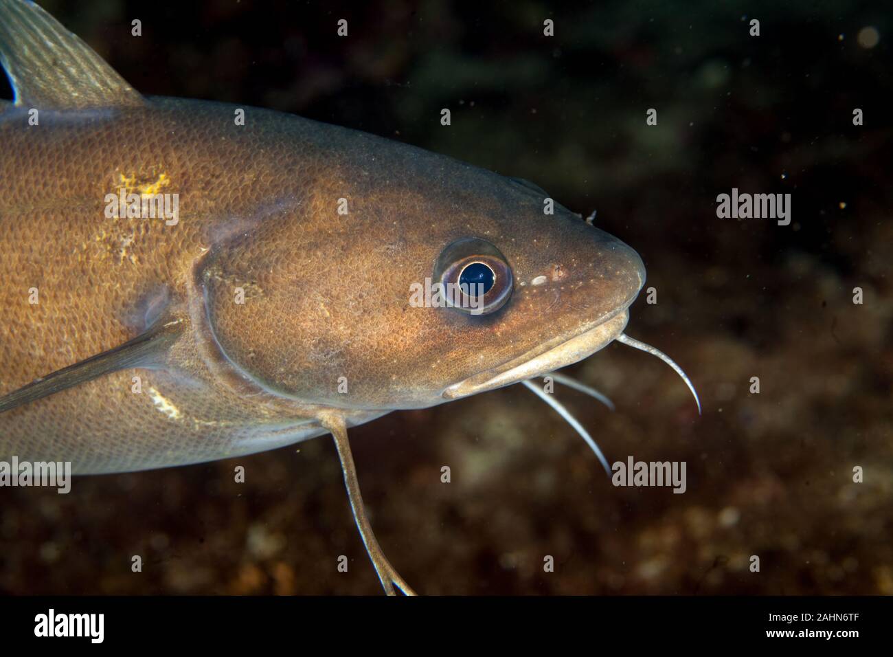 Sphycis phycis hi-res stock photography and images - Alamy