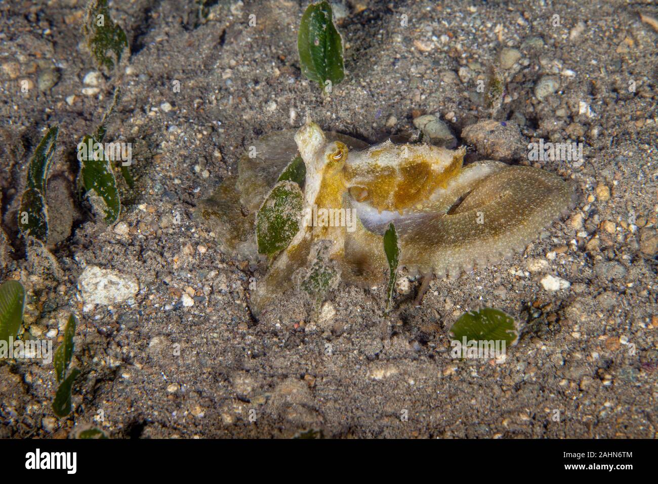 Order octopoda hi-res stock photography and images - Alamy