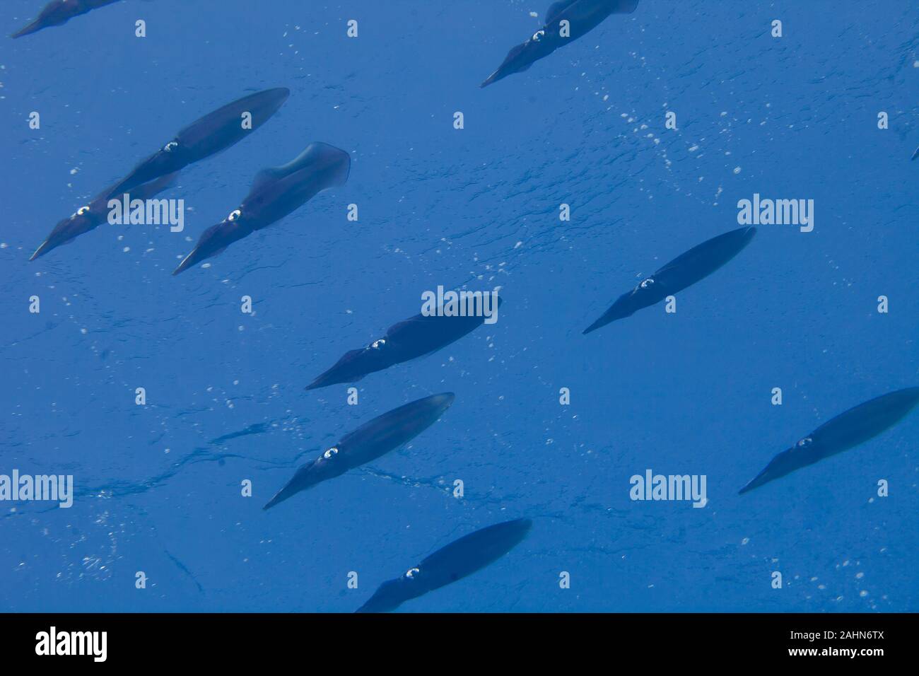 Squid on the surface Stock Photo - Alamy
