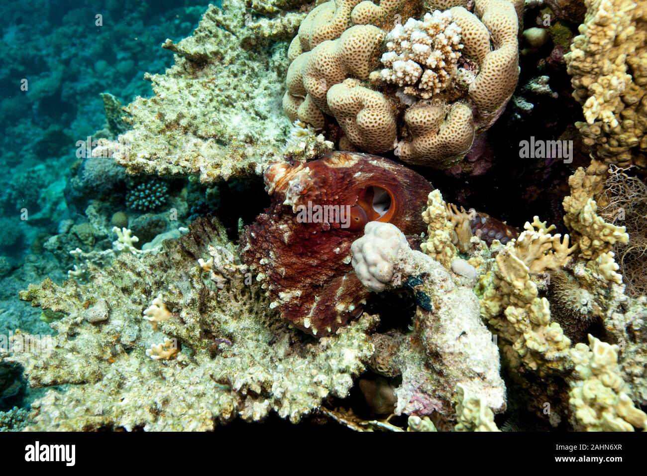 Order octopoda hi-res stock photography and images - Alamy