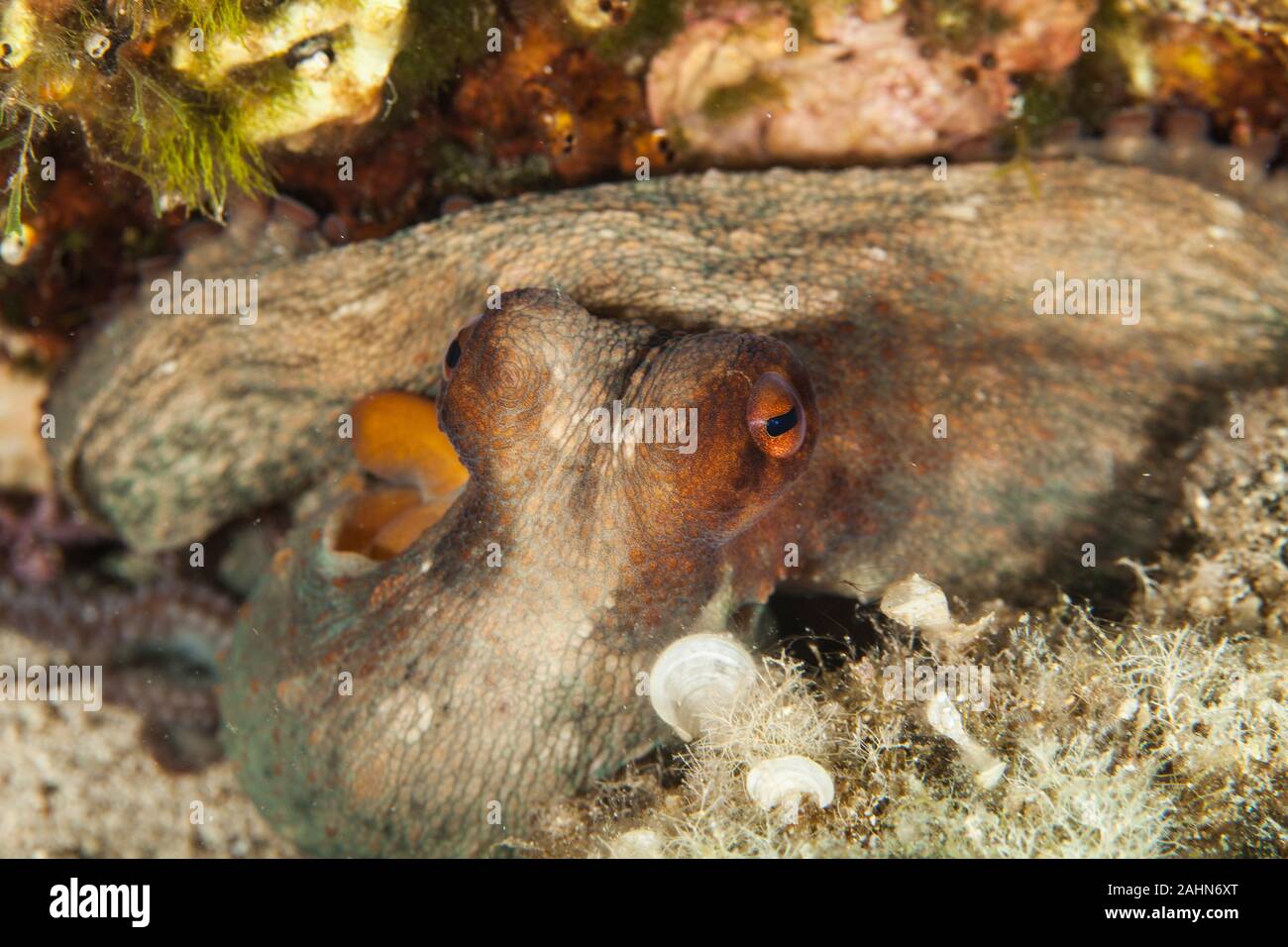 The octopus, eight-armed mollusc of the order Octopoda Stock Photo - Alamy