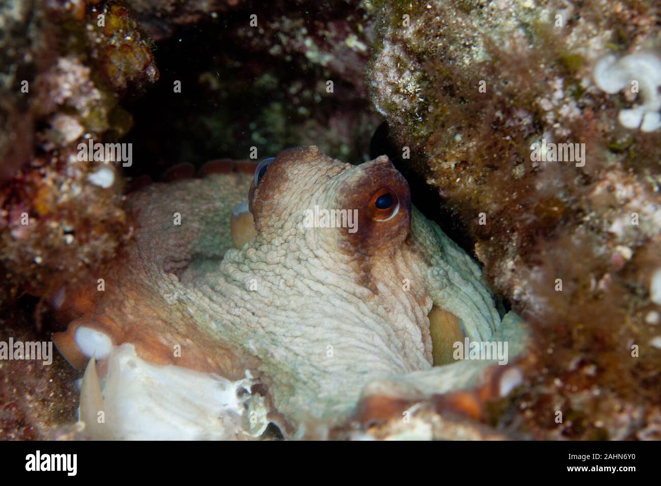 The octopus, eight-armed mollusc of the order Octopoda Stock Photo - Alamy