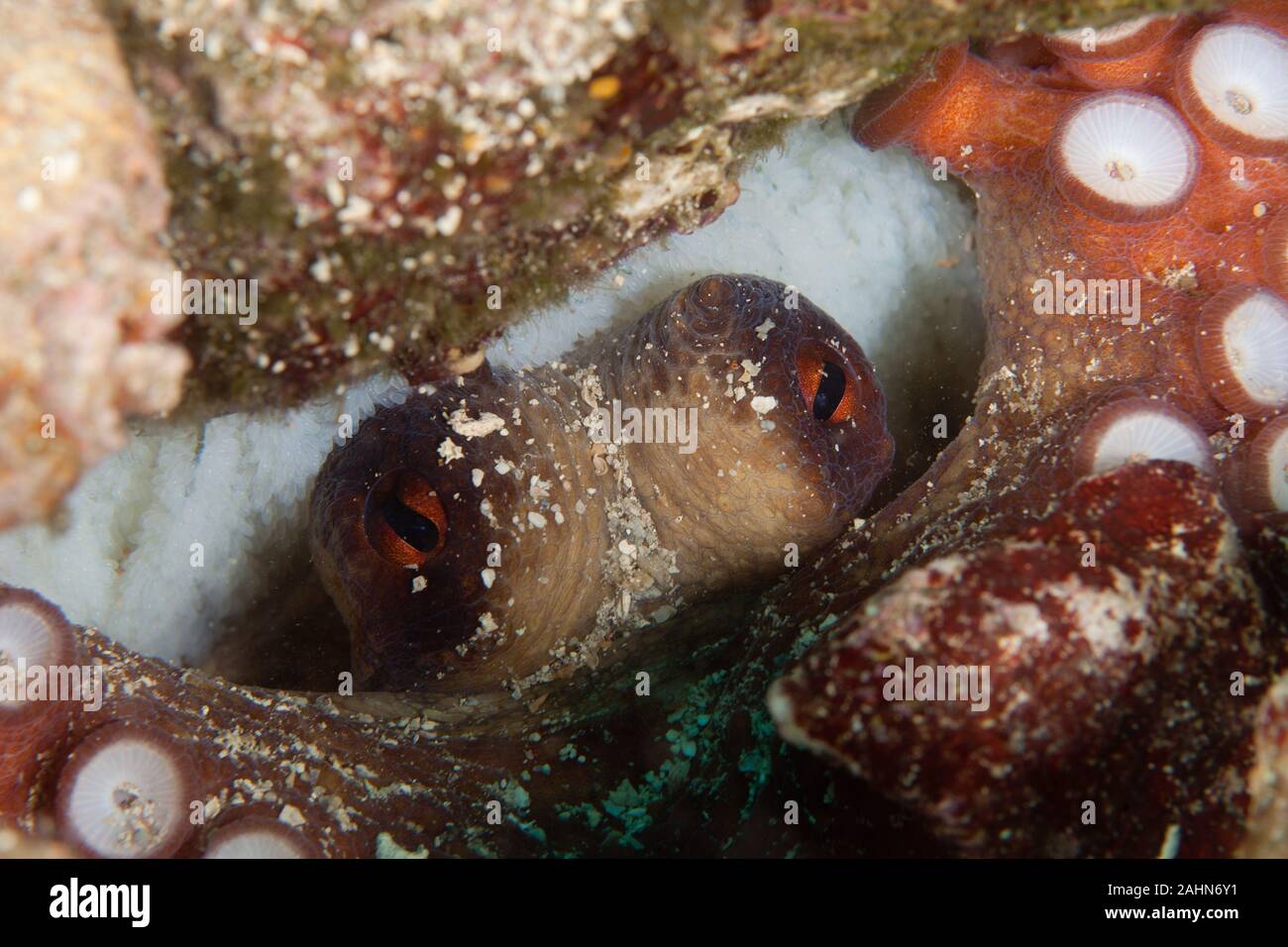 The octopus with eggs, eight-armed mollusc of the order Octopoda Stock ...