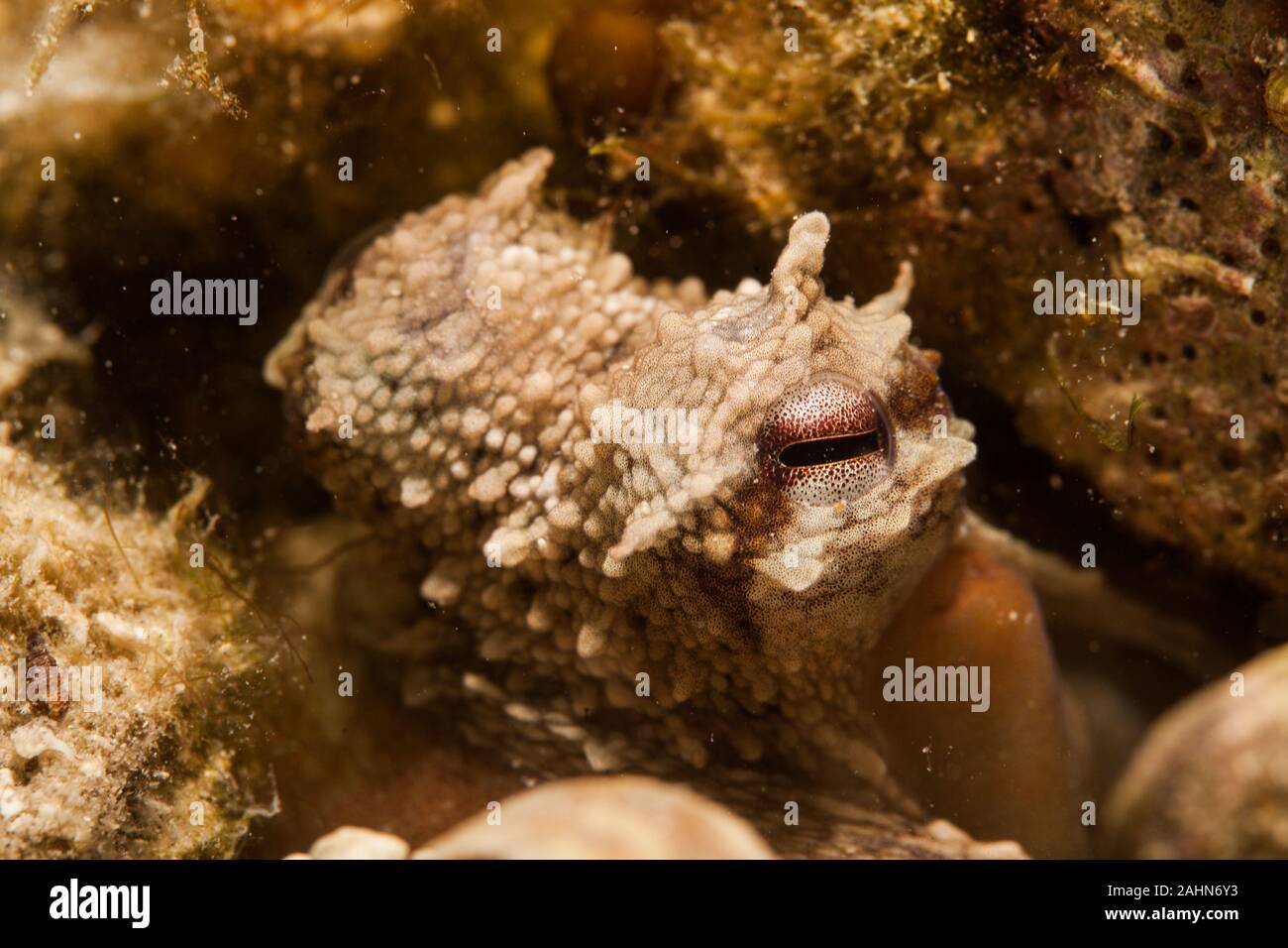 The octopus, eight-armed mollusc of the order Octopoda Stock Photo - Alamy