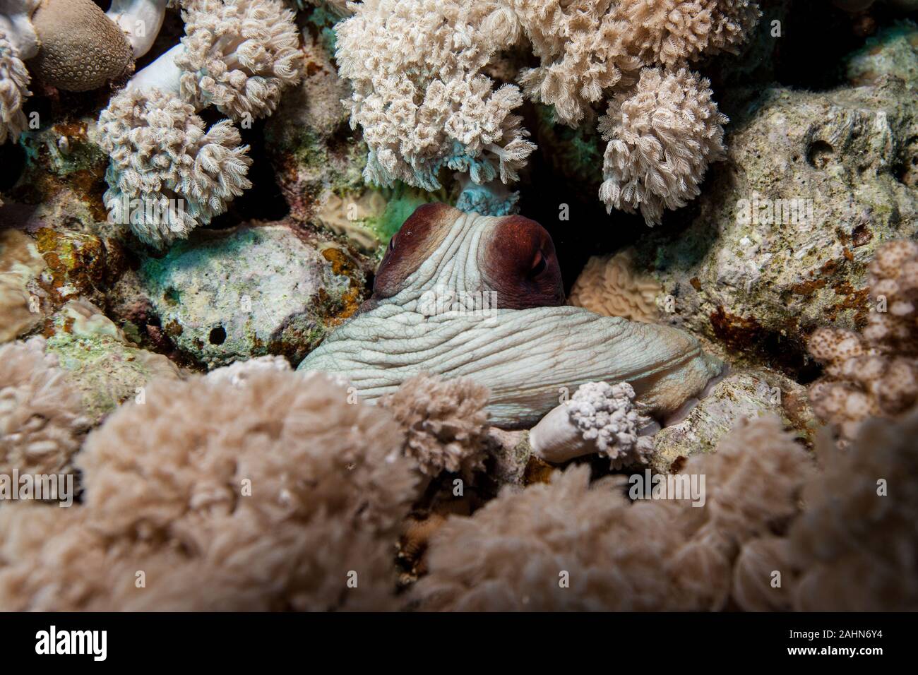 The octopus, eight-armed mollusc of the order Octopoda Stock Photo - Alamy