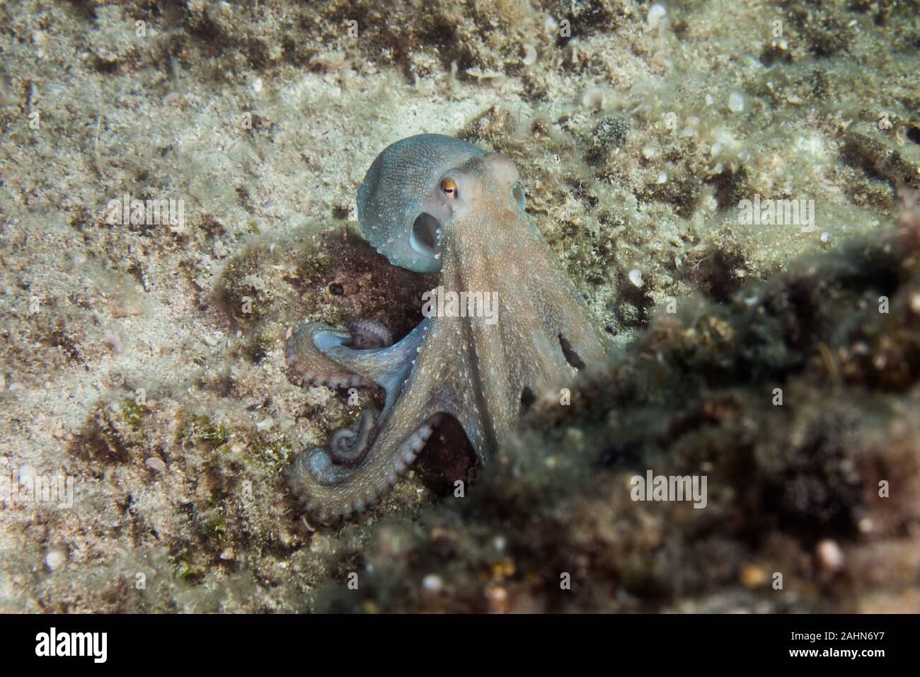 Order octopoda hi-res stock photography and images - Alamy