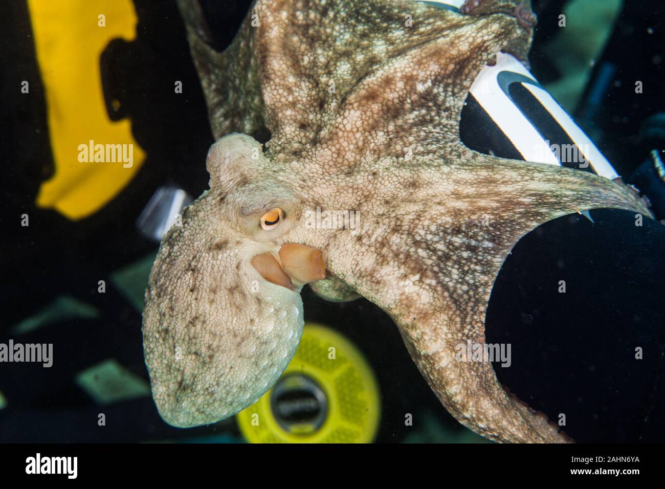 The octopus, eight-armed mollusc of the order Octopoda Stock Photo - Alamy