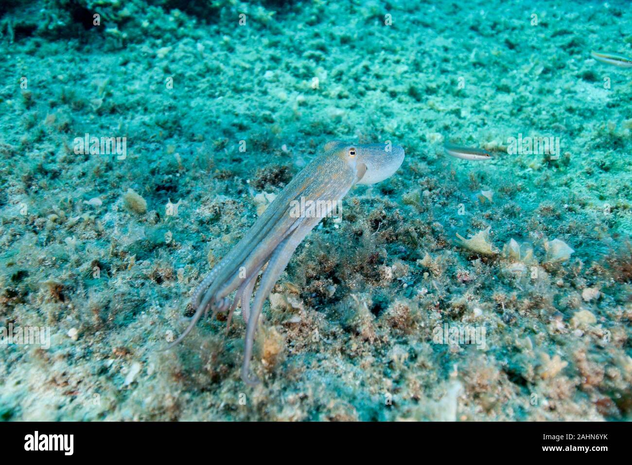 Order octopoda hi-res stock photography and images - Alamy