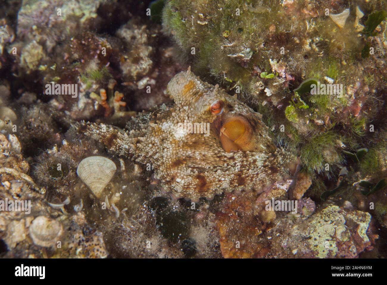 Order octopoda hi-res stock photography and images - Alamy