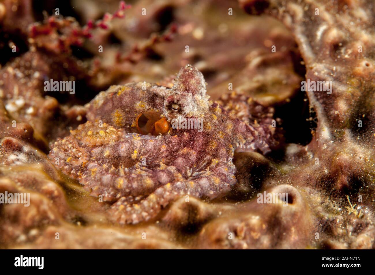 Mosaic Octopus - Abdopus abaculus Stock Photo - Alamy