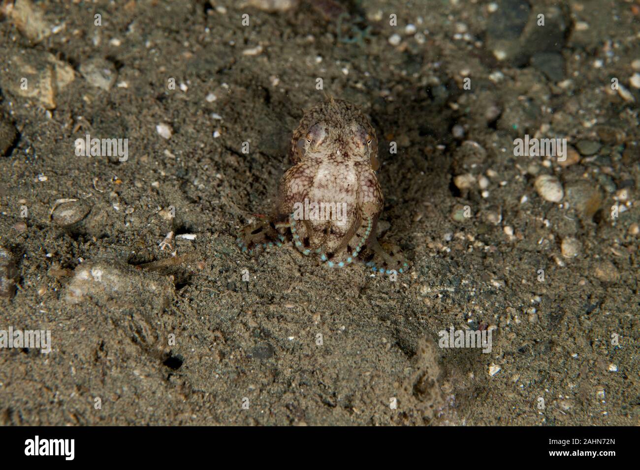 Amphioctopus marginatus, also known as the coconut octopus Stock Photo ...
