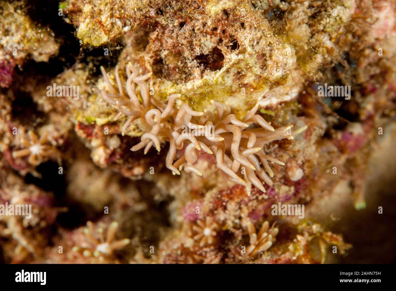 Briareum hi-res stock photography and images - Alamy