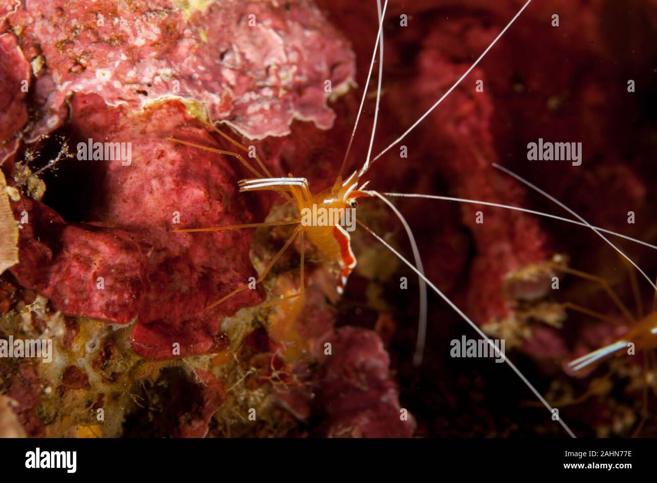 Pacific Cleaner Shrimp Stock Photo - Alamy