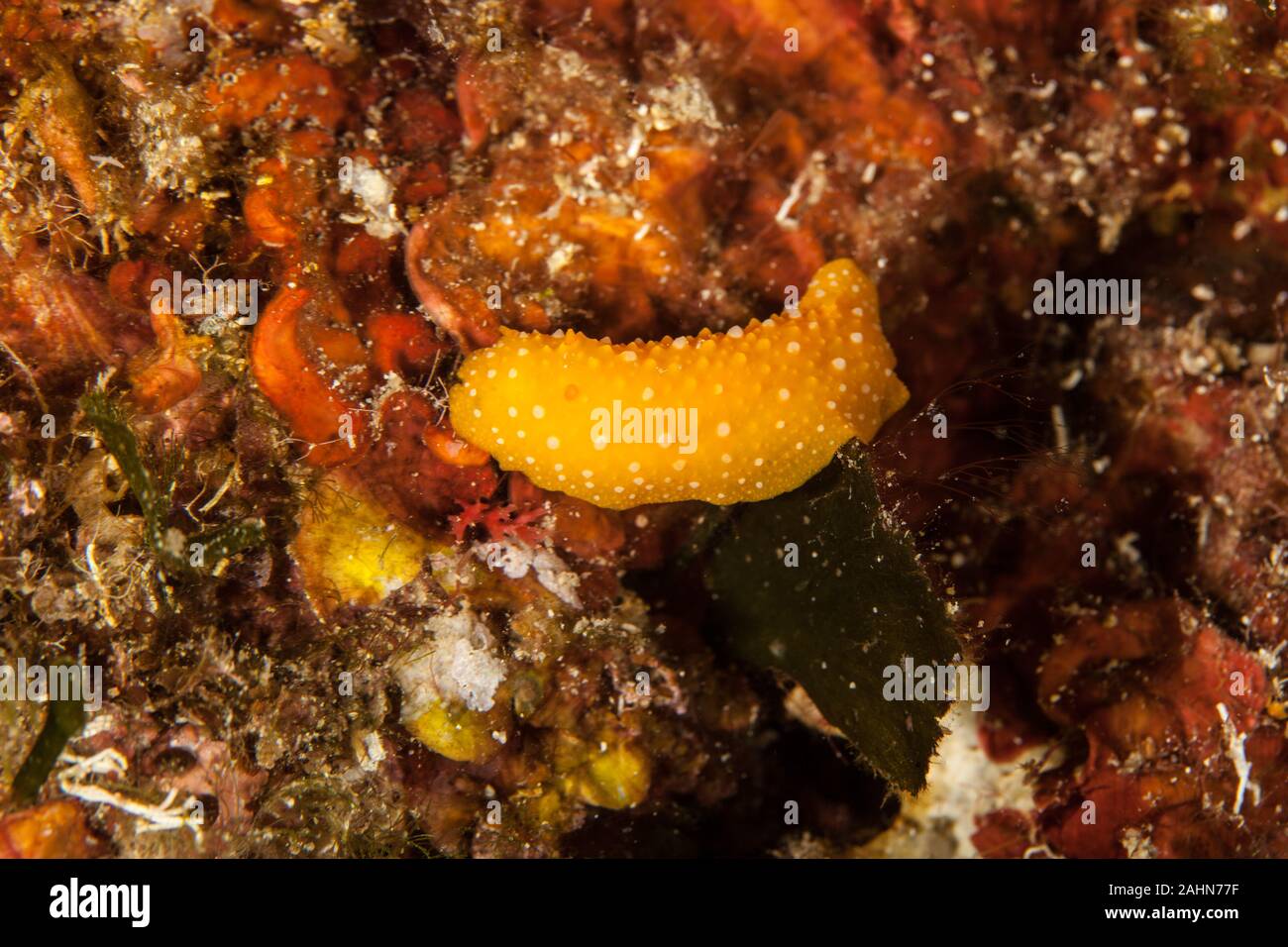Phyllidia flava hi-res stock photography and images - Alamy
