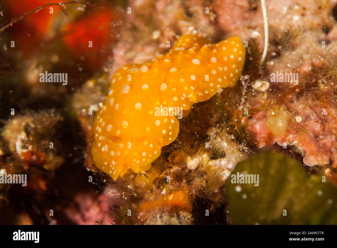 Phyllidia flava hi-res stock photography and images - Alamy