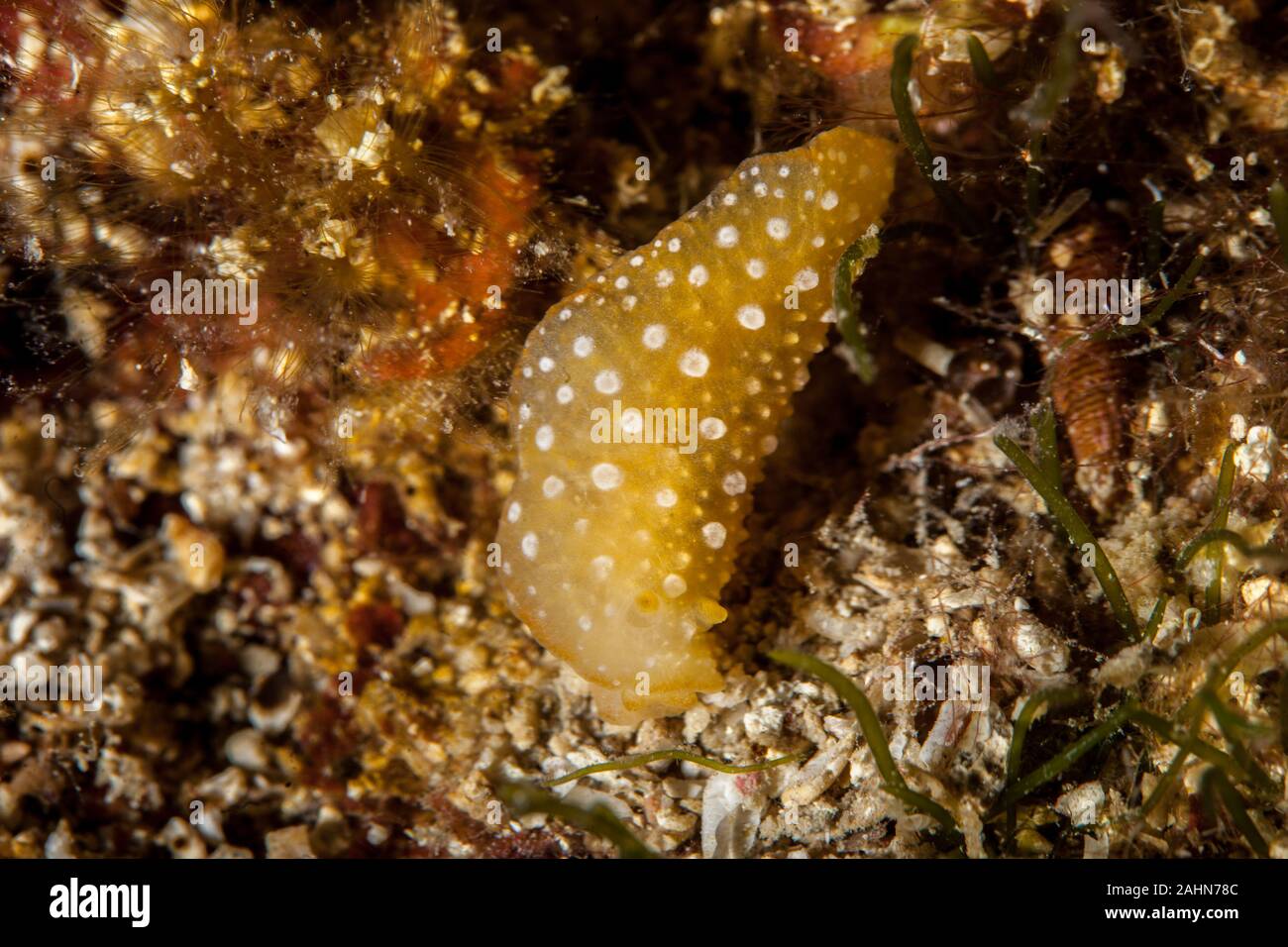 Phyllidia flava hi-res stock photography and images - Alamy