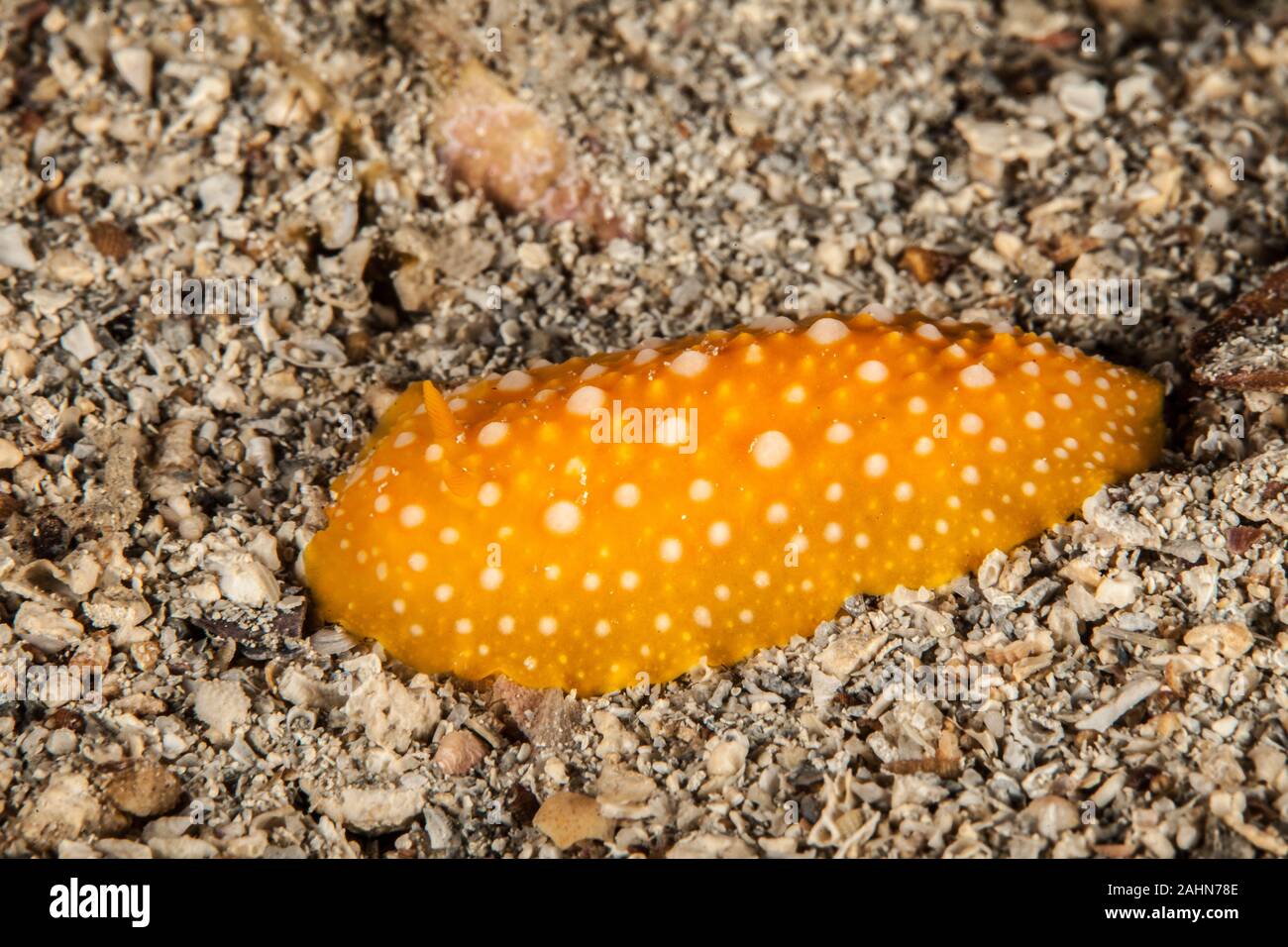 Phyllidia flava hi-res stock photography and images - Alamy