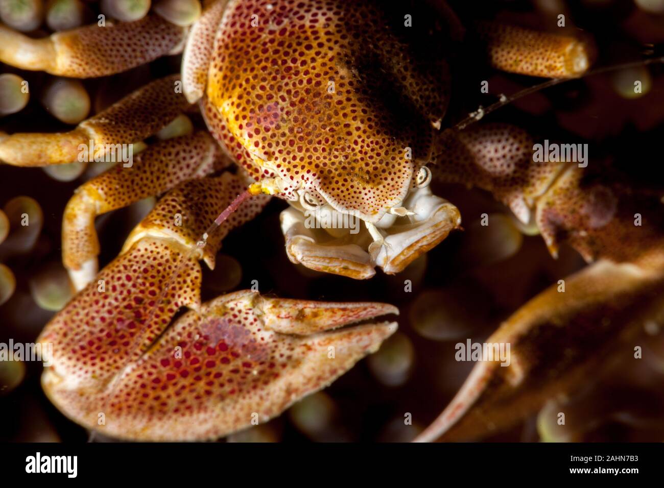 Neopetrolisthes maculatus is a species of porcelain crab from the Indo ...