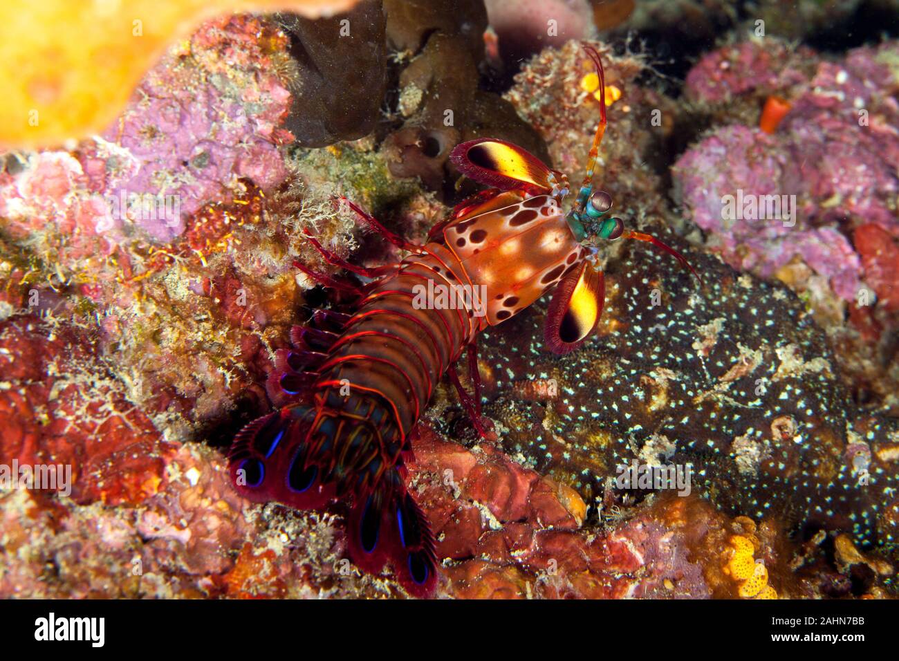 Peacock mantis shrimp, harlequin mantis shrimp, painted mantis shrimp ...