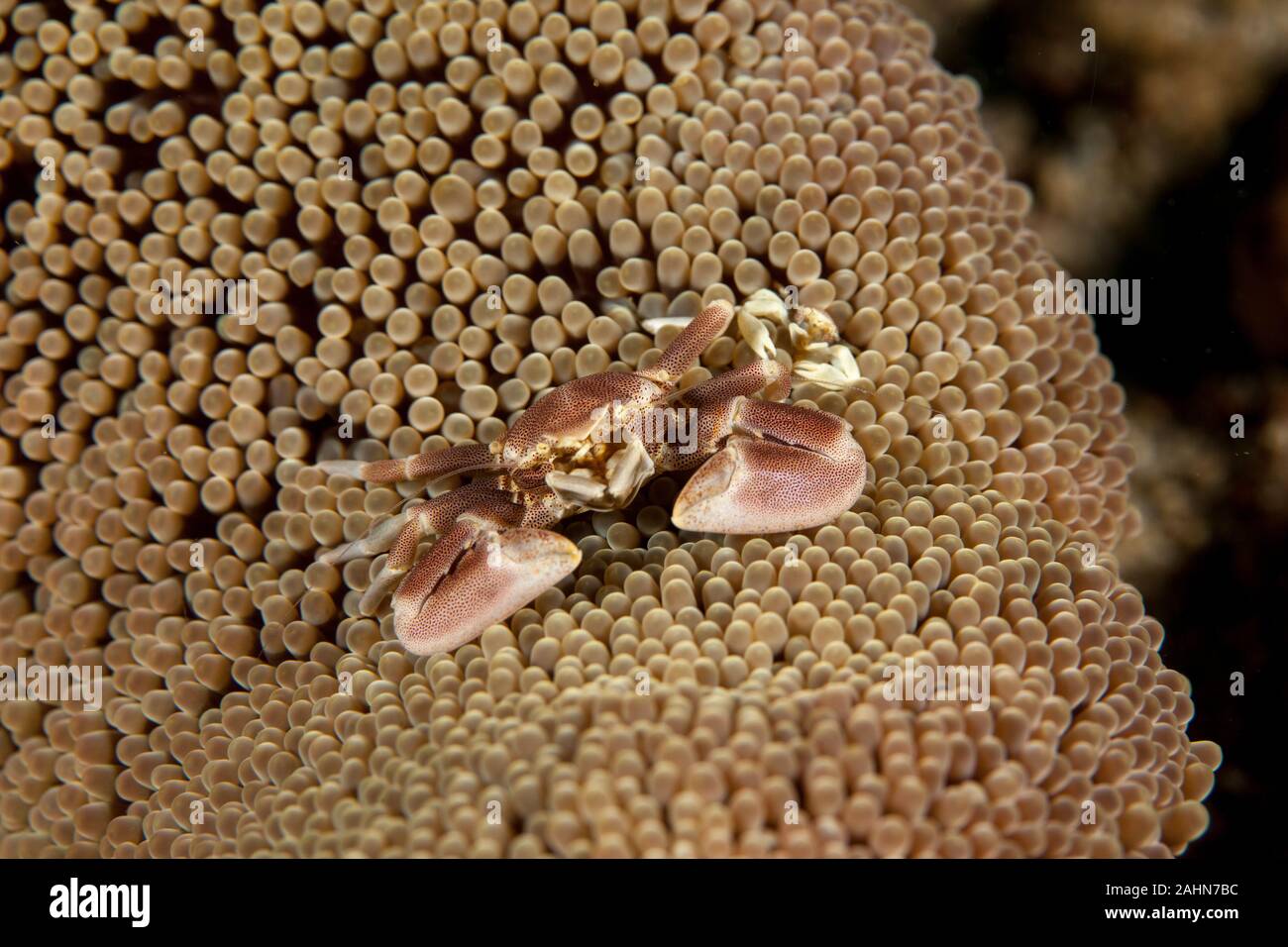 Neopetrolisthes maculatus is a species of porcelain crab from the Indo ...