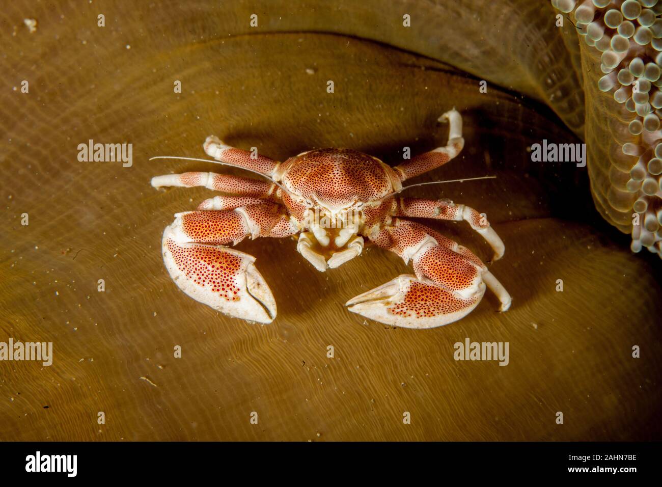 Neopetrolisthes maculatus is a species of porcelain crab from the Indo ...