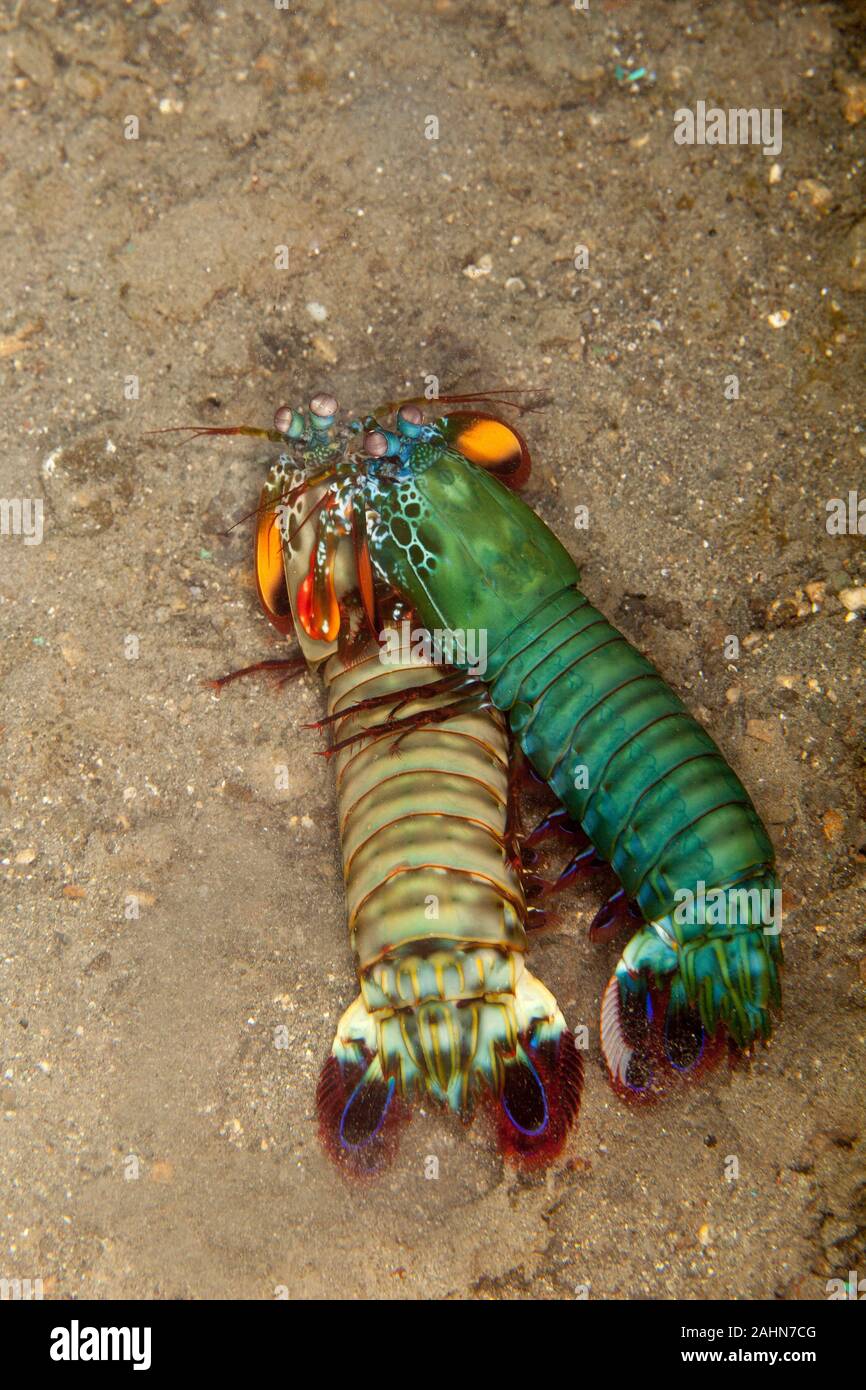 Peacock mantis shrimp, harlequin mantis shrimp, painted mantis shrimp ...