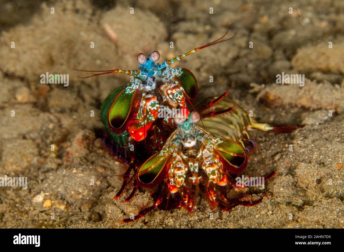 Peacock mantis shrimp, harlequin mantis shrimp, painted mantis shrimp ...