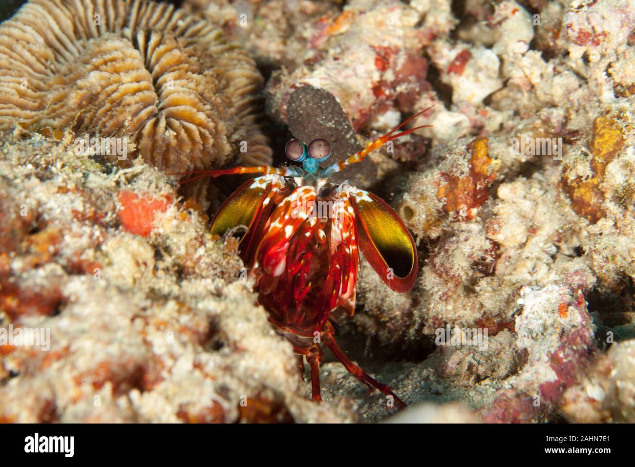 Peacock mantis shrimp, harlequin mantis shrimp, painted mantis shrimp ...